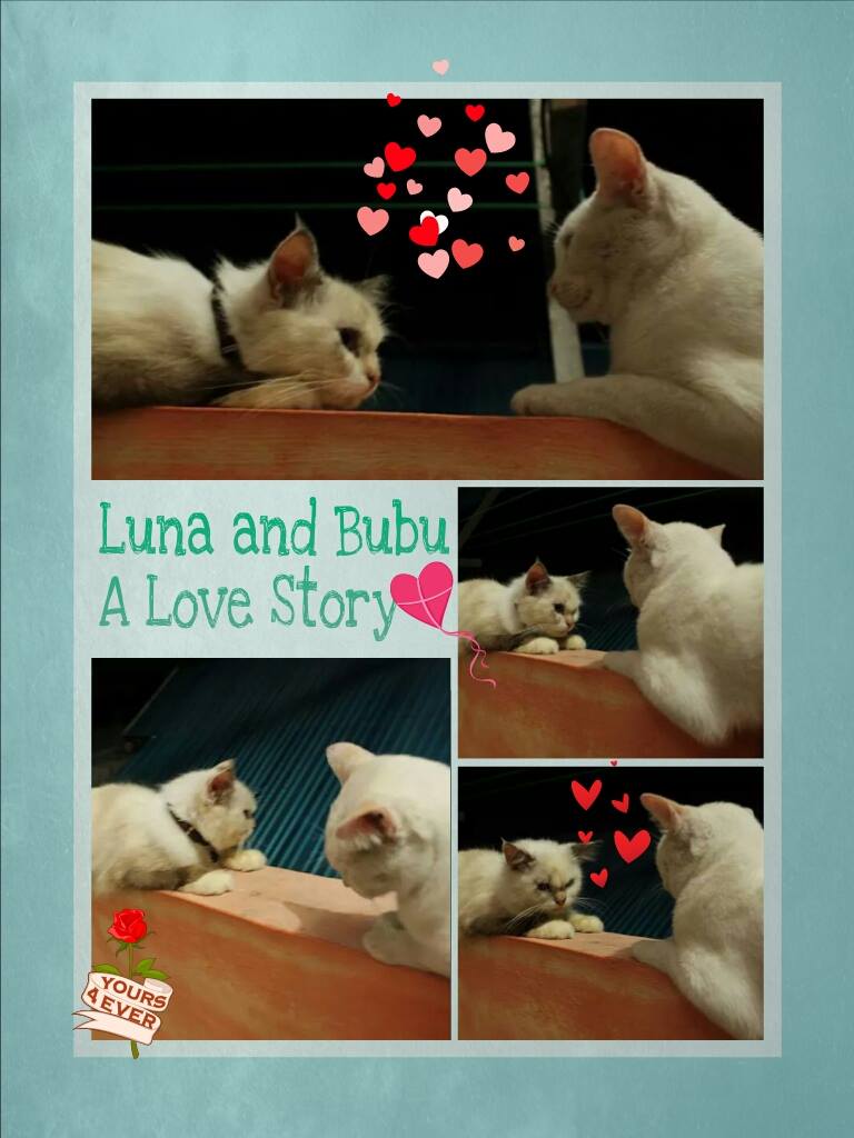 Luna dan Bubu: A Love Story – The Neferland